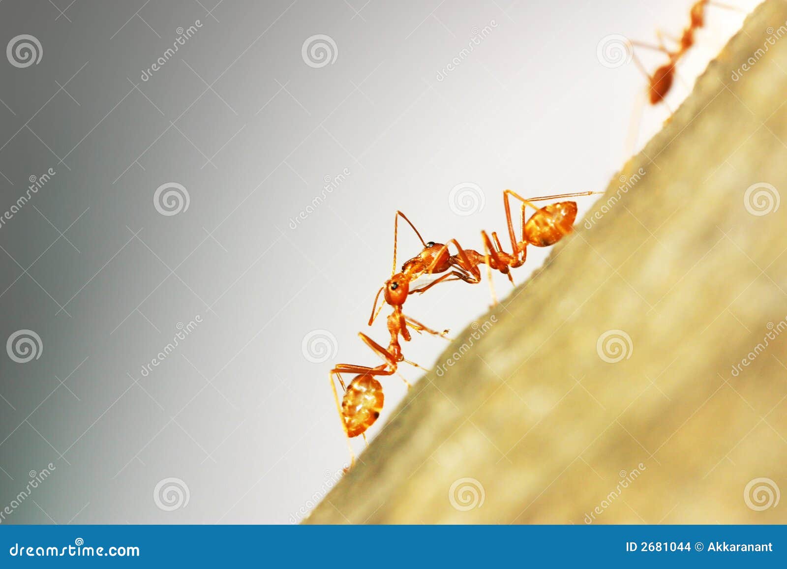 Ants Teamwork stock photo. Image of progress, delivery - 2681044