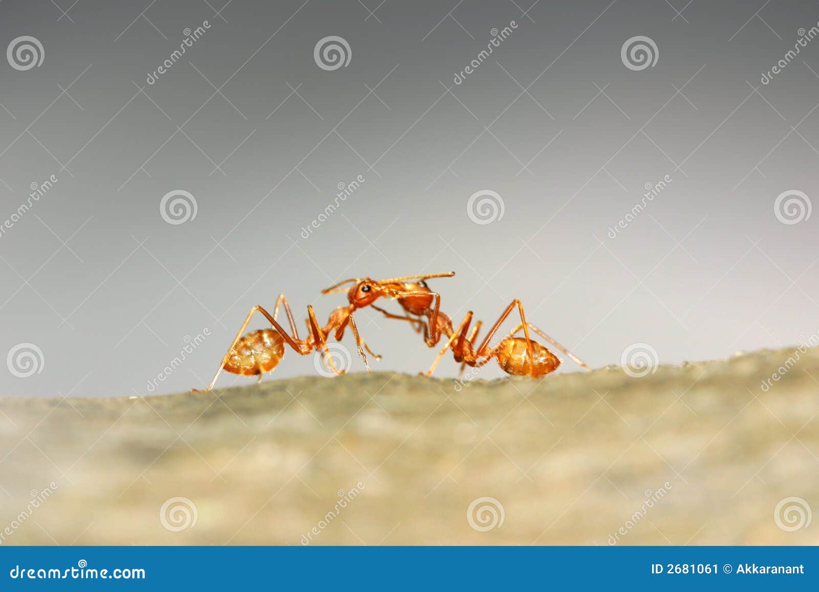 Ants Teamwork stock image. Image of working, bench, animal - 2681061