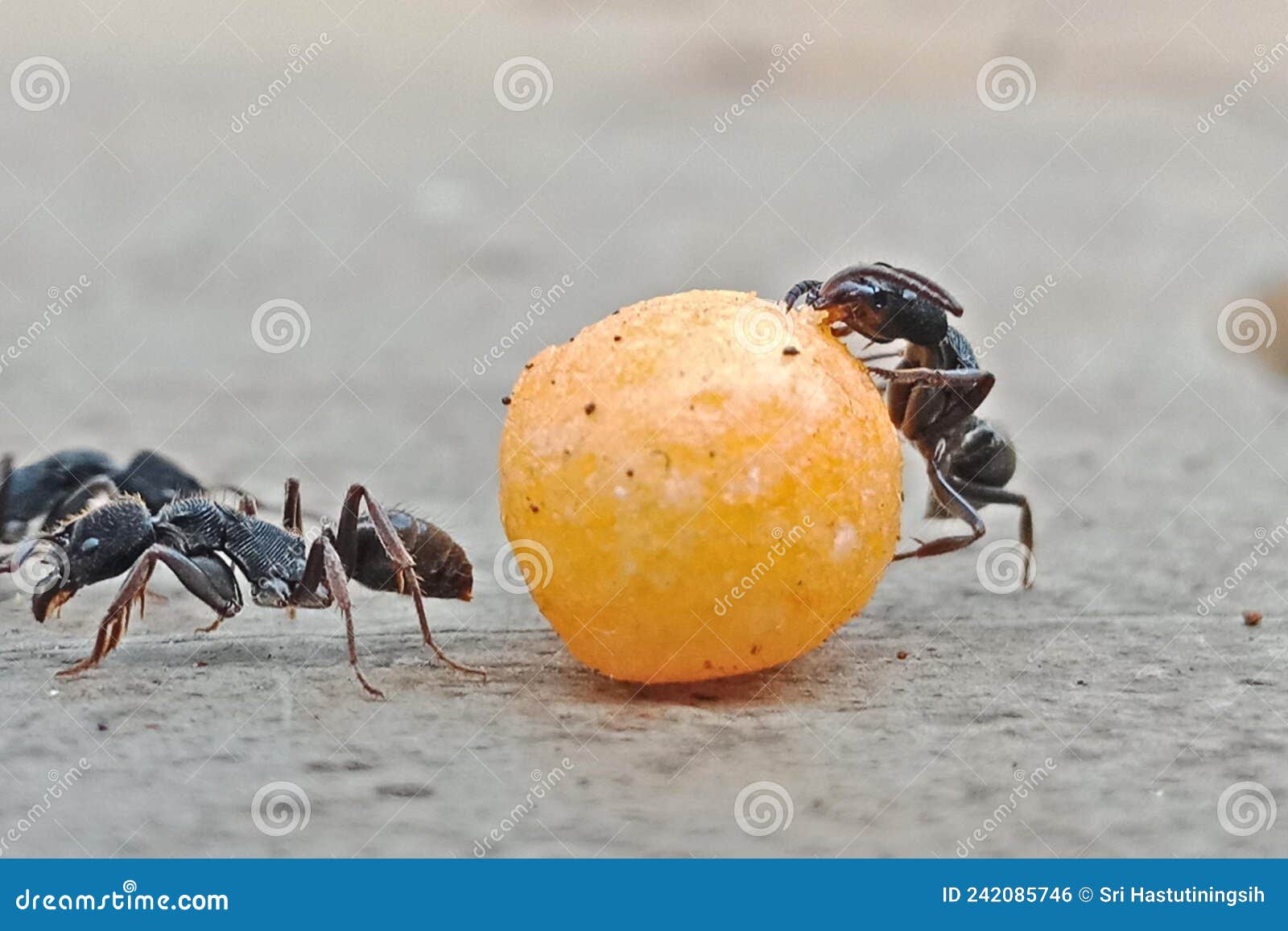 Ants Teamwork. Ants and a Snack Stock Photo - Image of invertebrate ...
