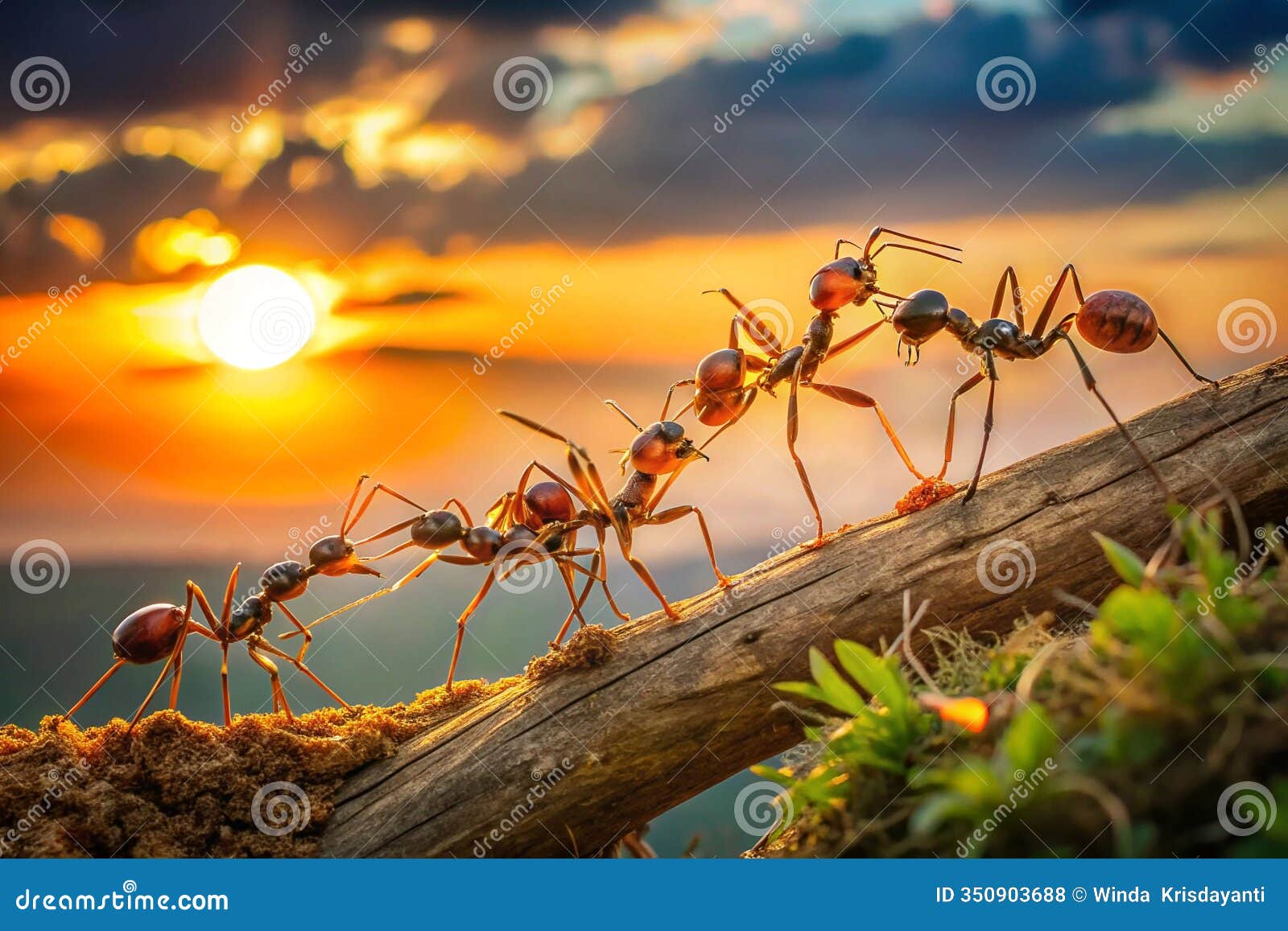 Red Ants Teamwork Illustration Cartoon Vector | CartoonDealer.com #29119335