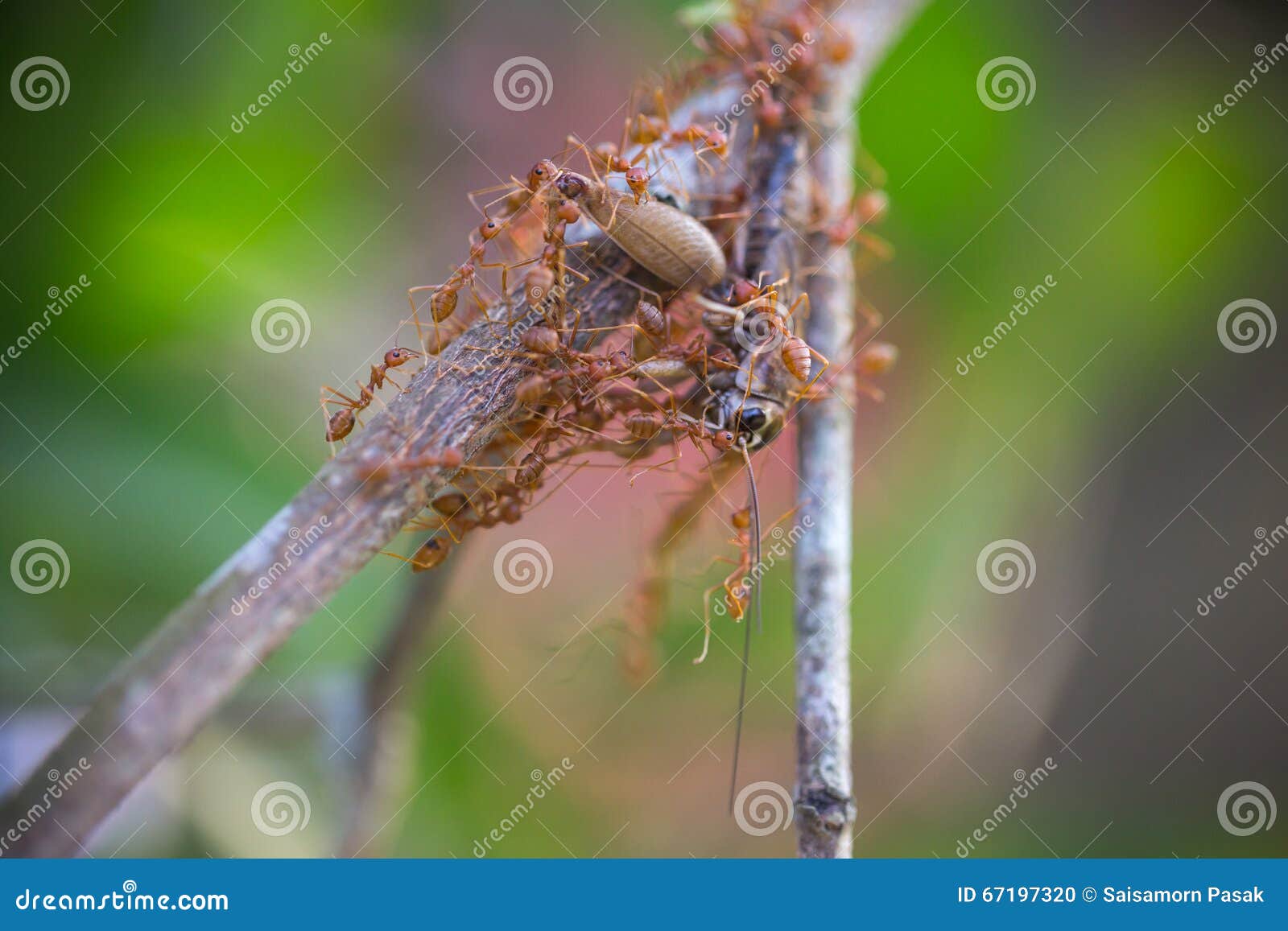 Ants teamwork hunting stock photo. Image of grass, life - 67197320