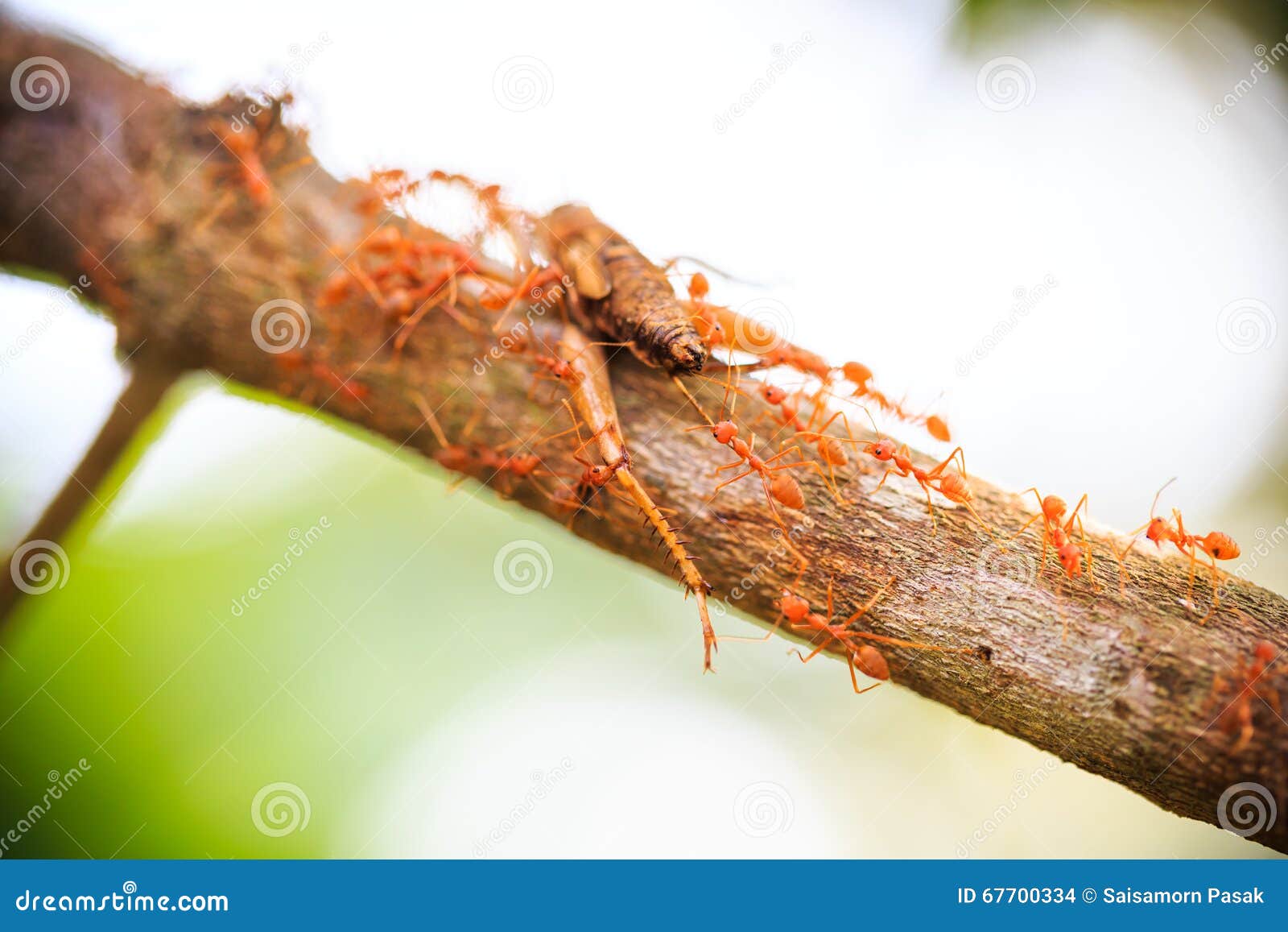 Ants teamwork hunting stock photo. Image of orange, macro - 67700334