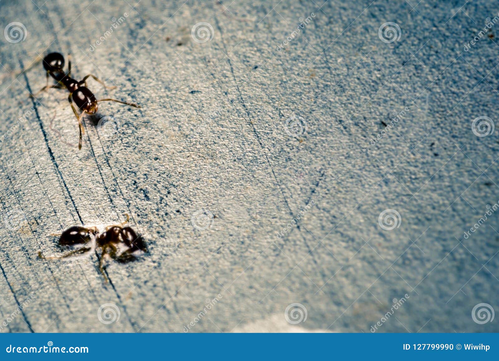 Ants in Macro, Taken with Extension Tube with 55-250mm Stock Photo ...