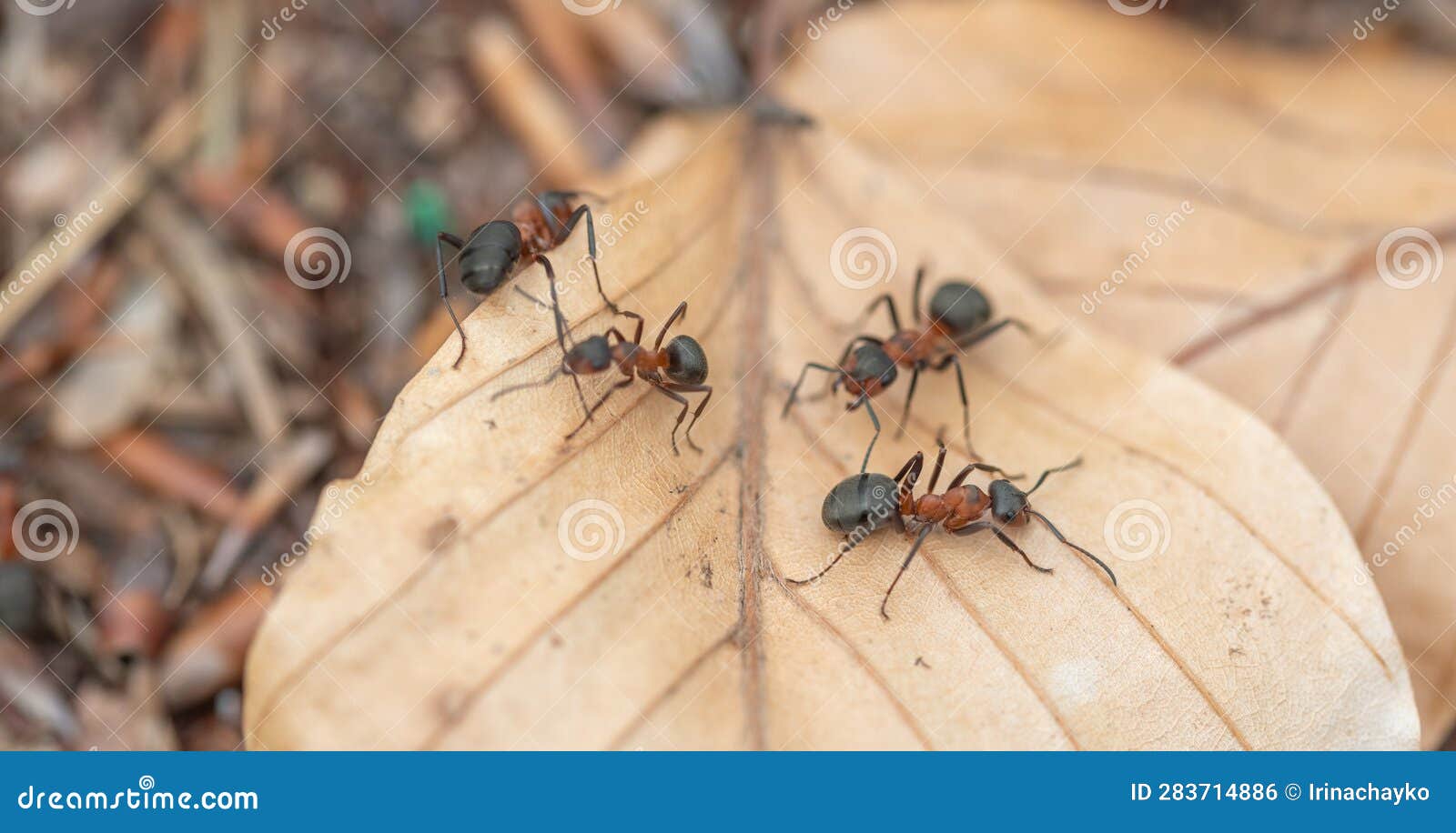 Ants in Their Habitat on a Dry Leaf Stock Photo - Image of brown ...