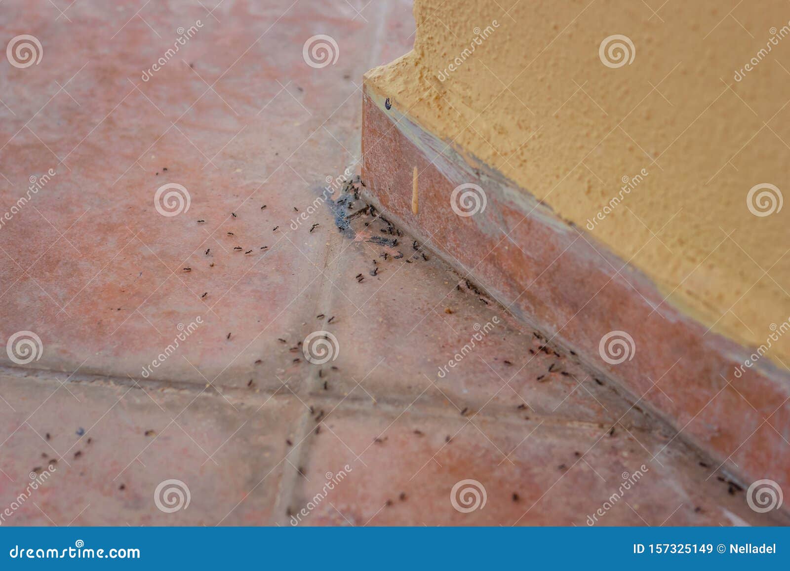Ants on the tile stock image. Image of nature, closeup - 157325149