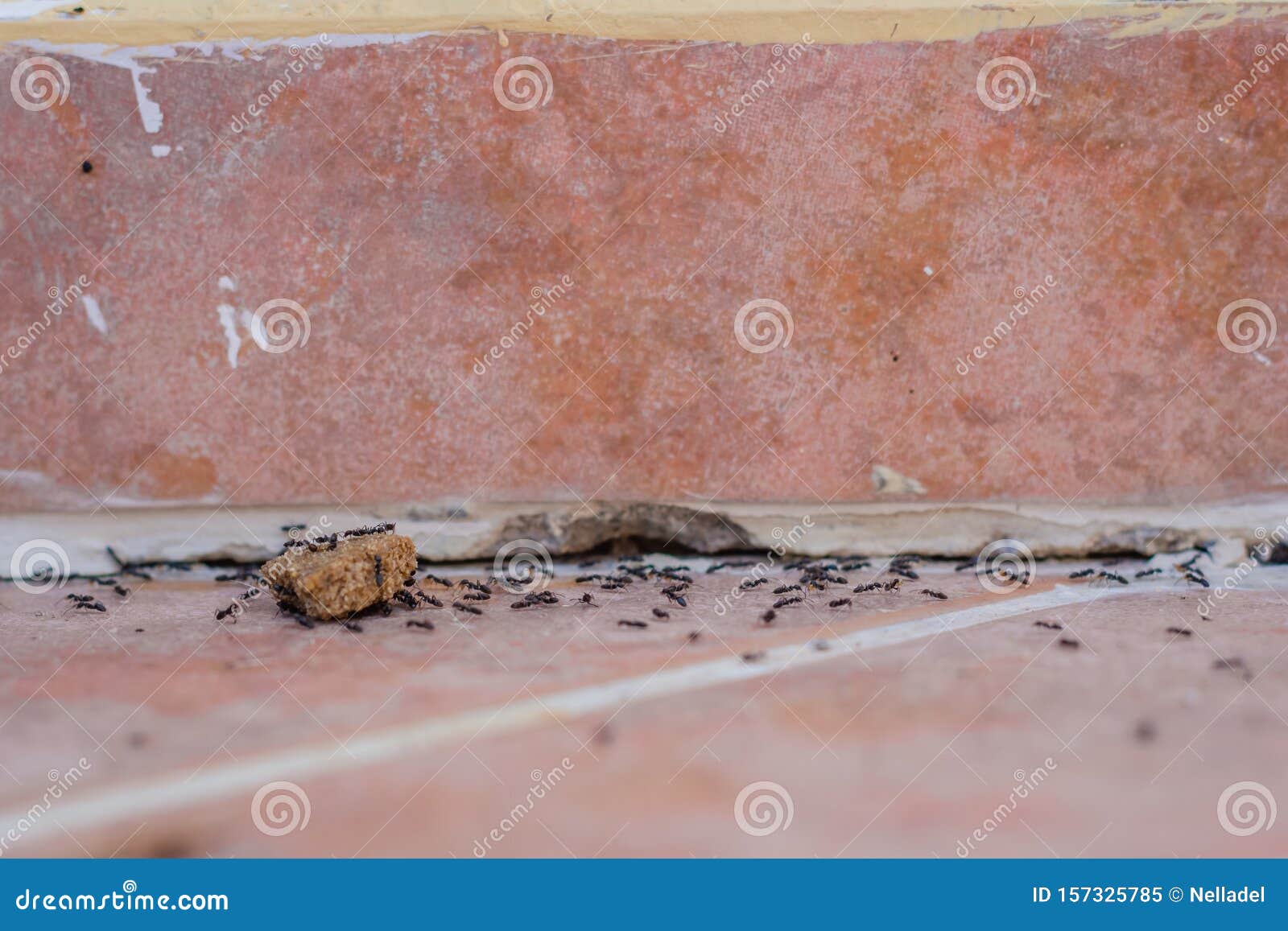 Ants on the tile stock image. Image of tile, nature - 157325785