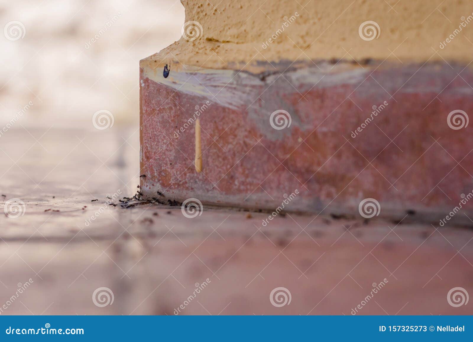 Ants on the tile stock image. Image of team, macro, road - 157325273