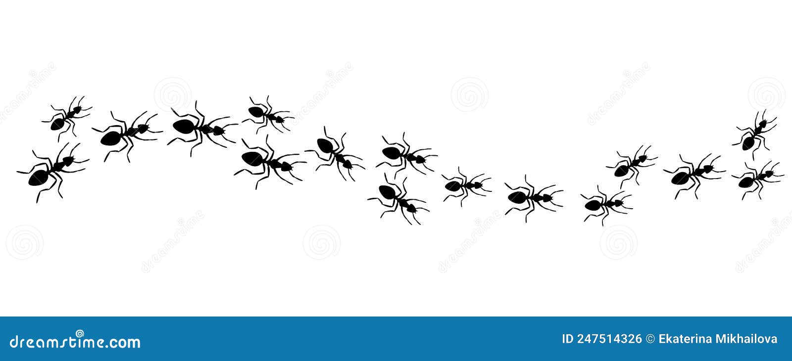 Ants Trail Circle Frame, Line Of Working Ants On White Background ...