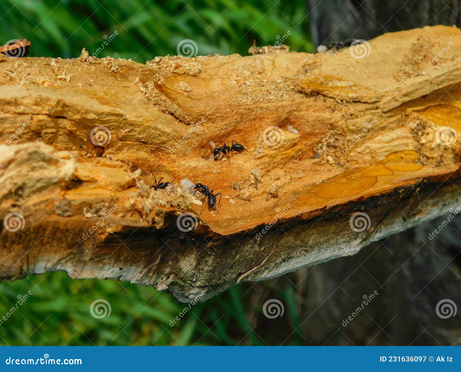 Ants on tree stock image. Image of insects, black, tree - 231636097