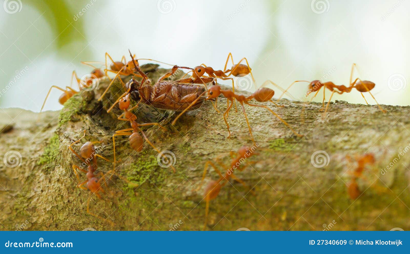 Ants in a Tree Carrying a Death Bug Stock Image - Image of antrey ...