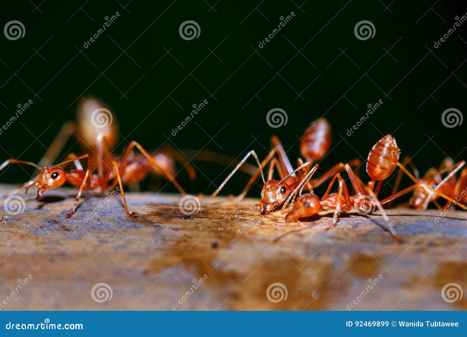 Ants stock image. Image of garden, leaf, detail, plant - 92469899