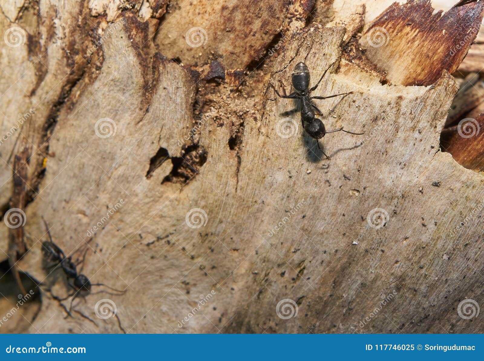 Ants on a Tree Trunk Working To Build a Shelter in a Forest in Spring ...