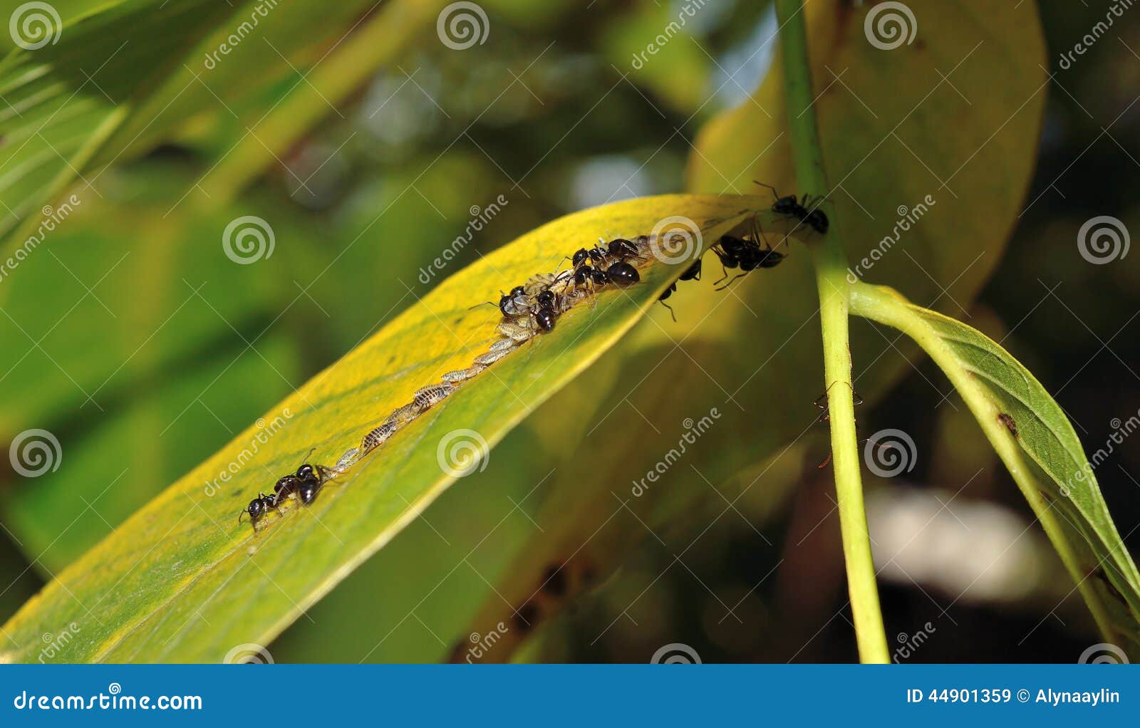 Ants stock image. Image of macro, upcoming, raising, ants - 44901359