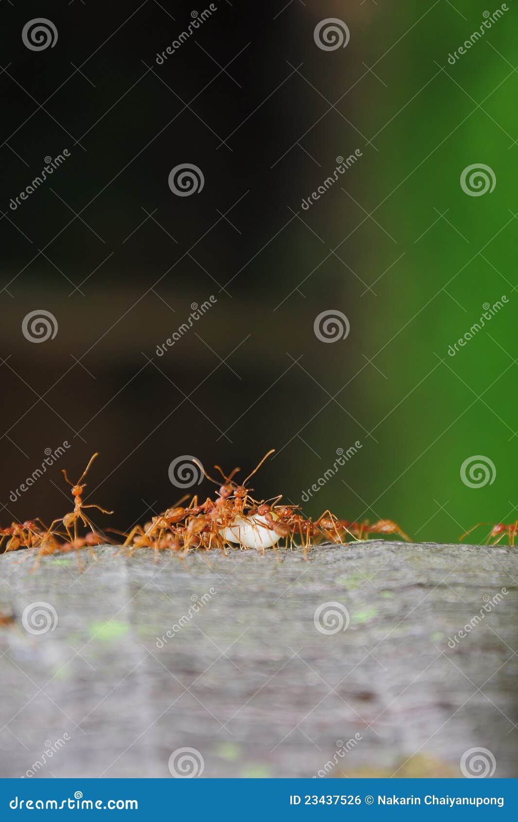 Ants on Trunk and Their Larvae Stock Photo - Image of detail, union ...