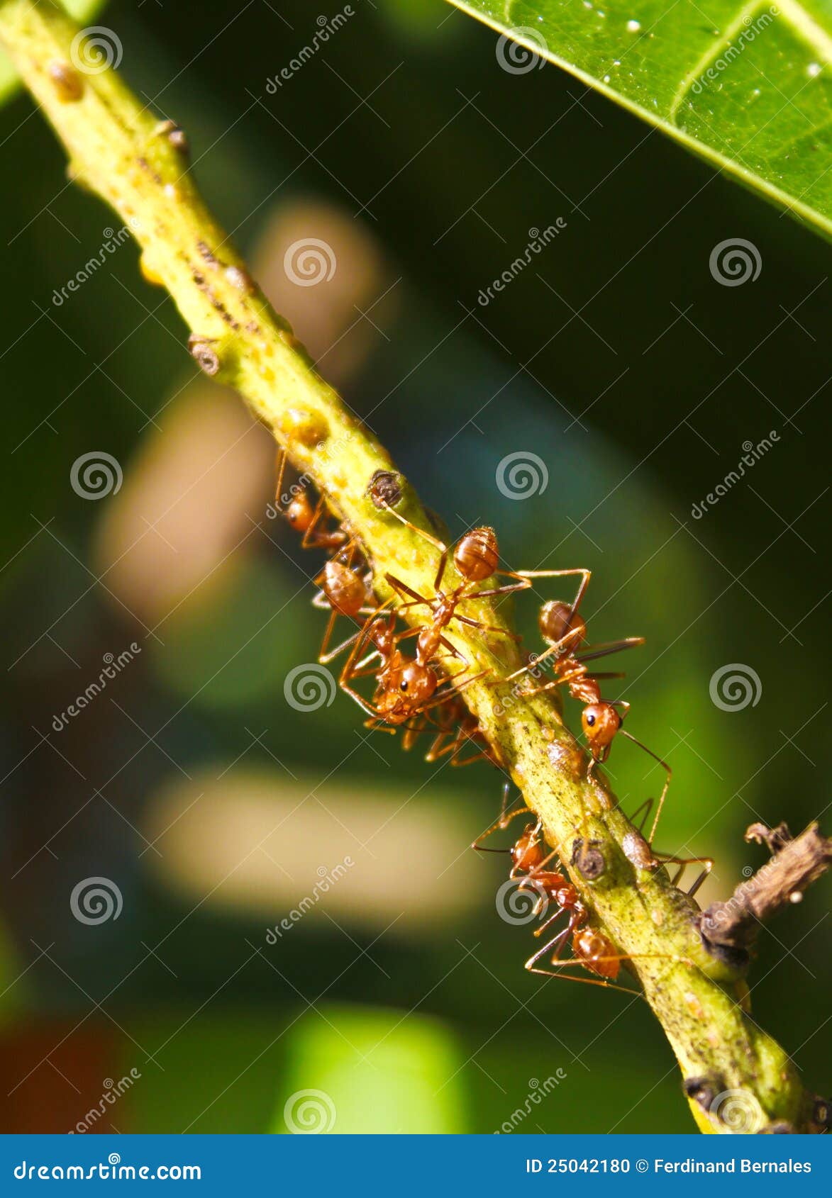 Ants on Twig stock photo. Image of ants, insects, pests - 25042180