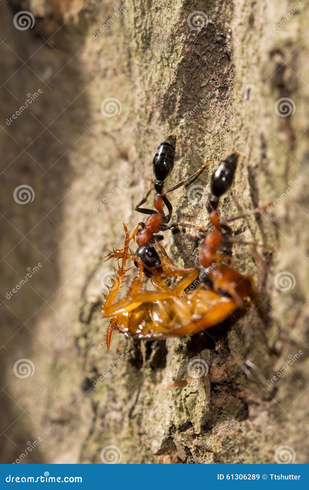 The ants stock image. Image of animal, life, green, bite - 61306289