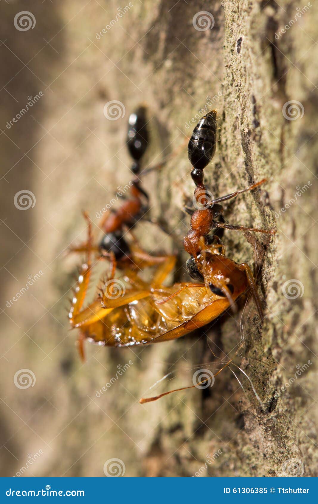 The ants stock image. Image of natural, hunter, closeup - 61306385