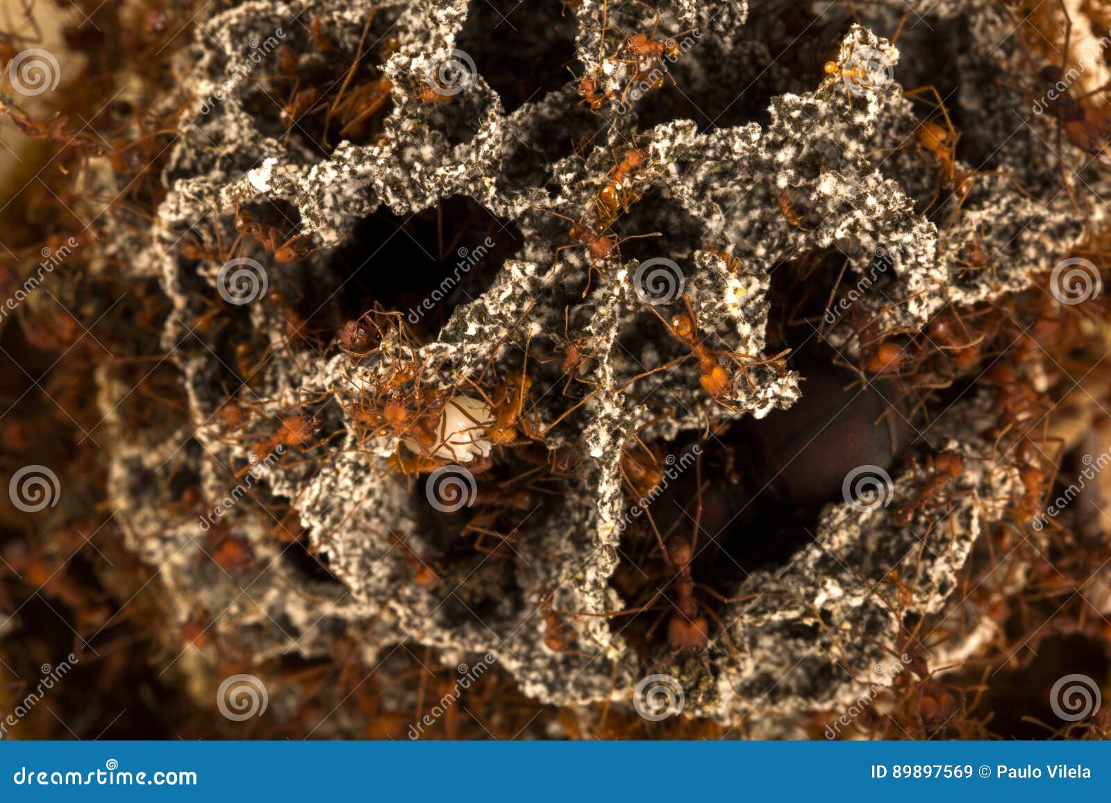 Ants in the Underground Nest Stock Image - Image of ground, park: 89897569