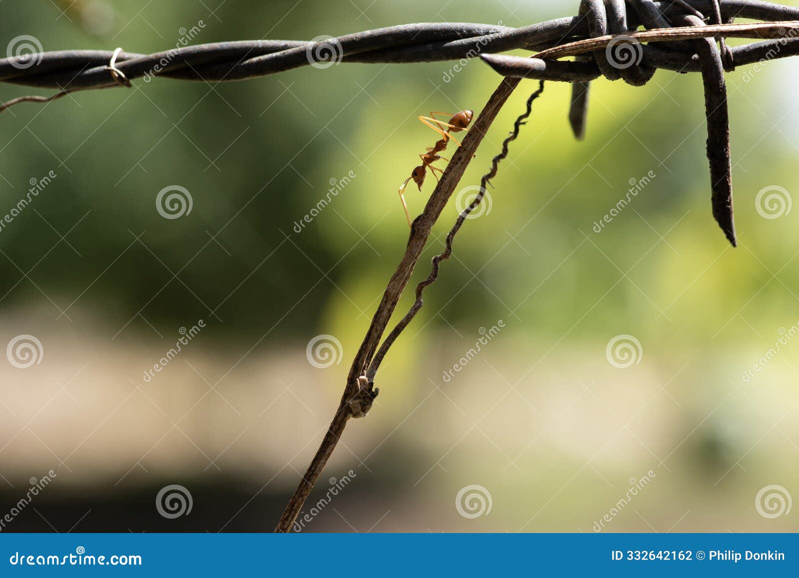 Ants Using Barbed Wire Has they Would Use Vines and Plants in the Rainforest Stock Photo - Image ...