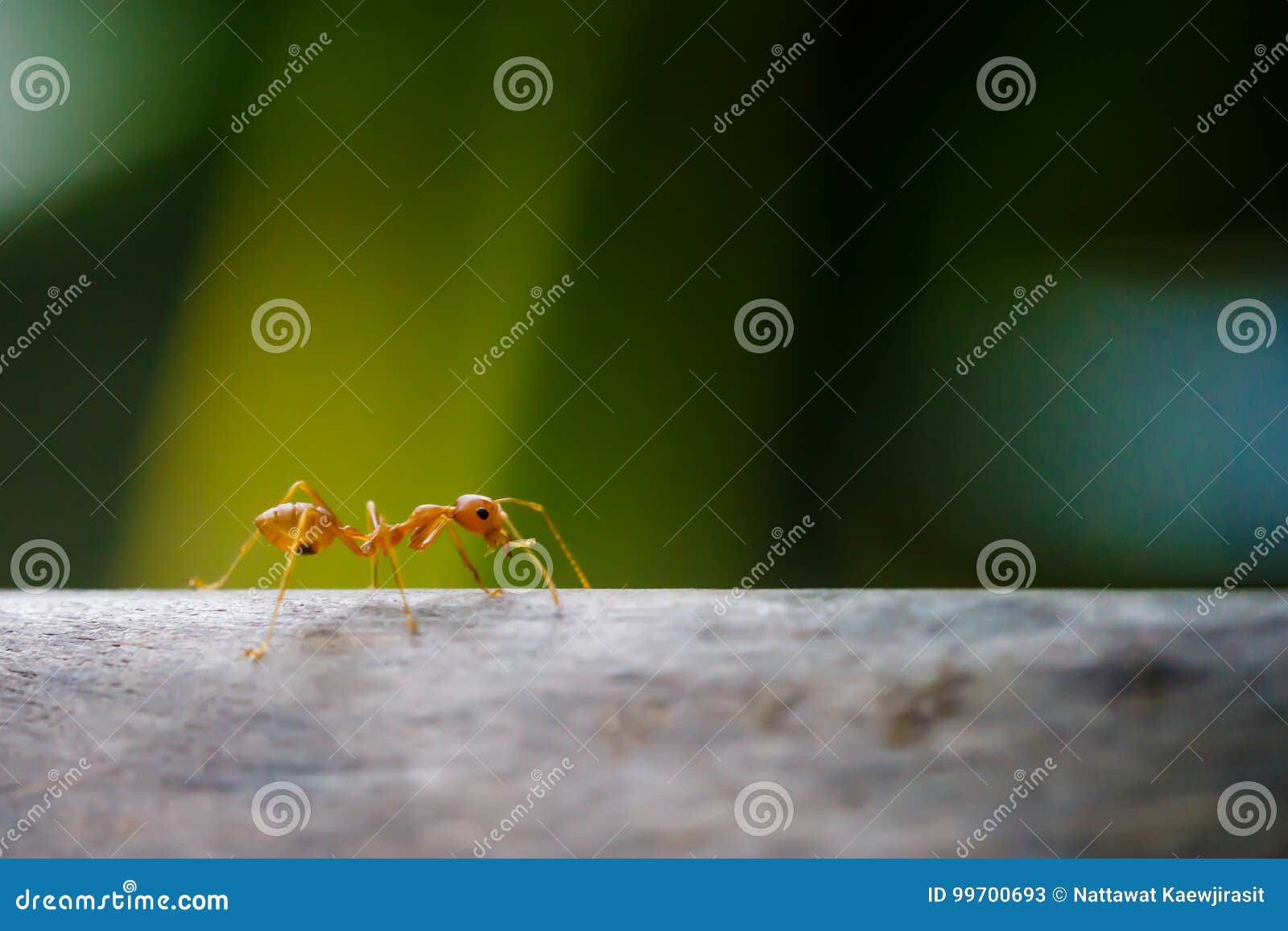 Ants Walk On Twigs. Stock Photography | CartoonDealer.com #52819628