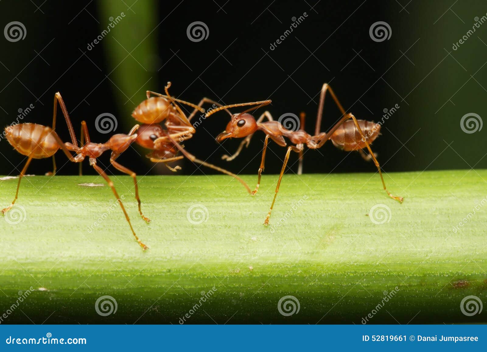 Ants walk on twigs. stock image. Image of close, teamwork - 52819661