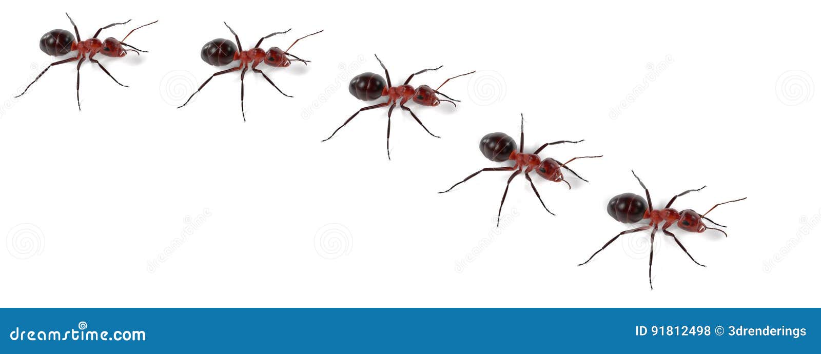Ants walking stock illustration. Illustration of meadow - 91812498