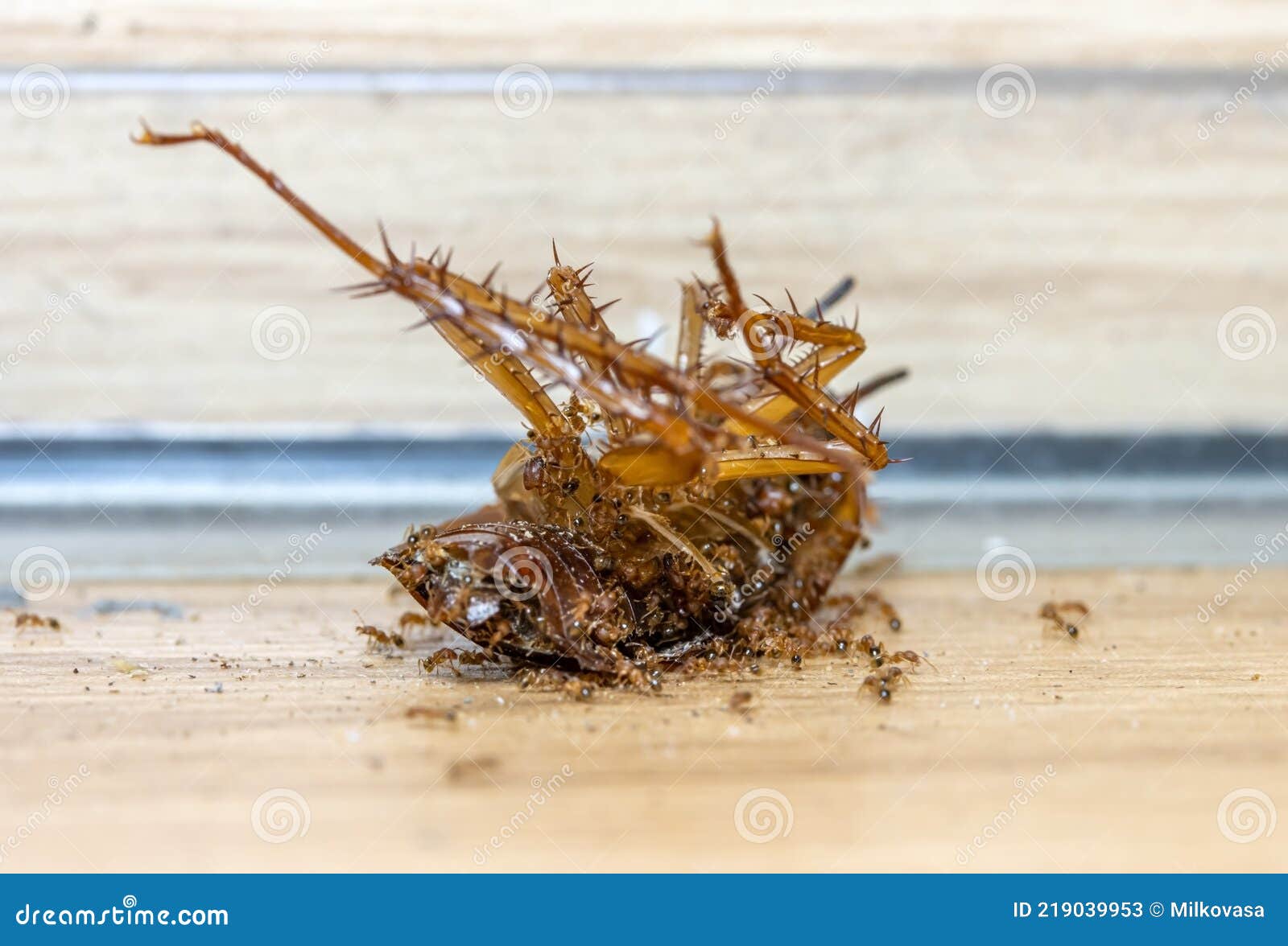 Cockroach Walks Stock Photos - Free & Royalty-Free Stock Photos from ...