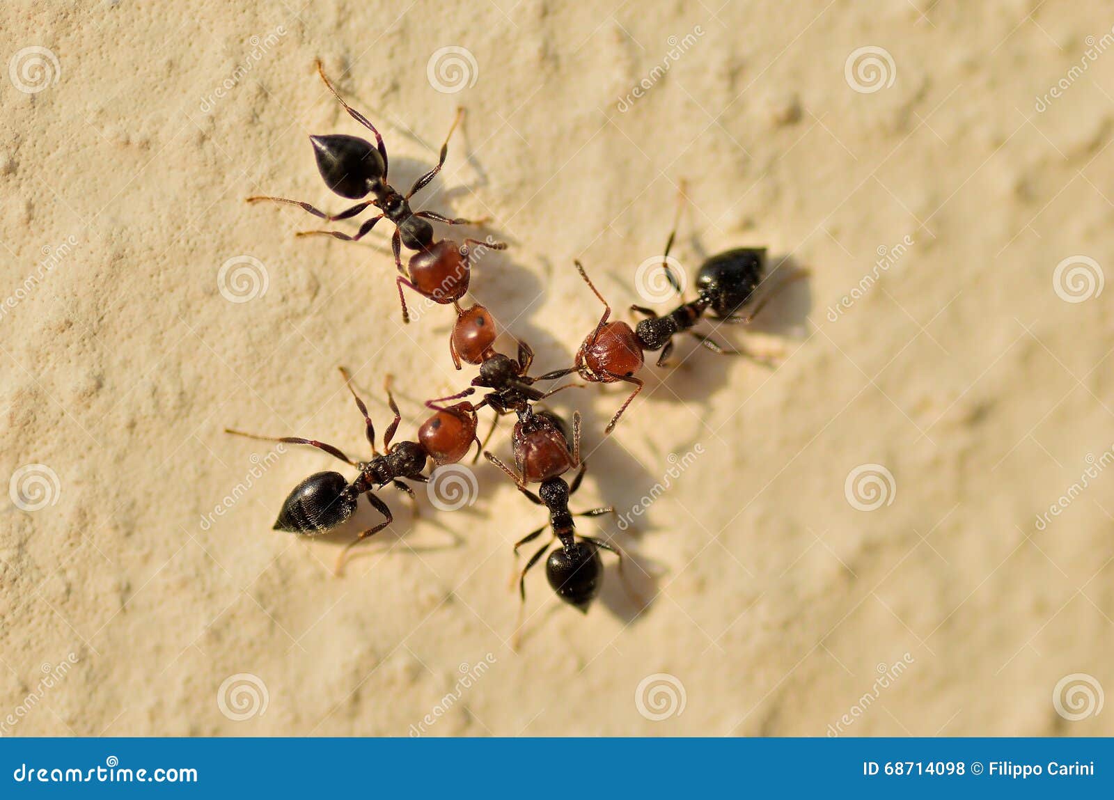 Ants war stock photo. Image of weapons, fight, social - 68714098
