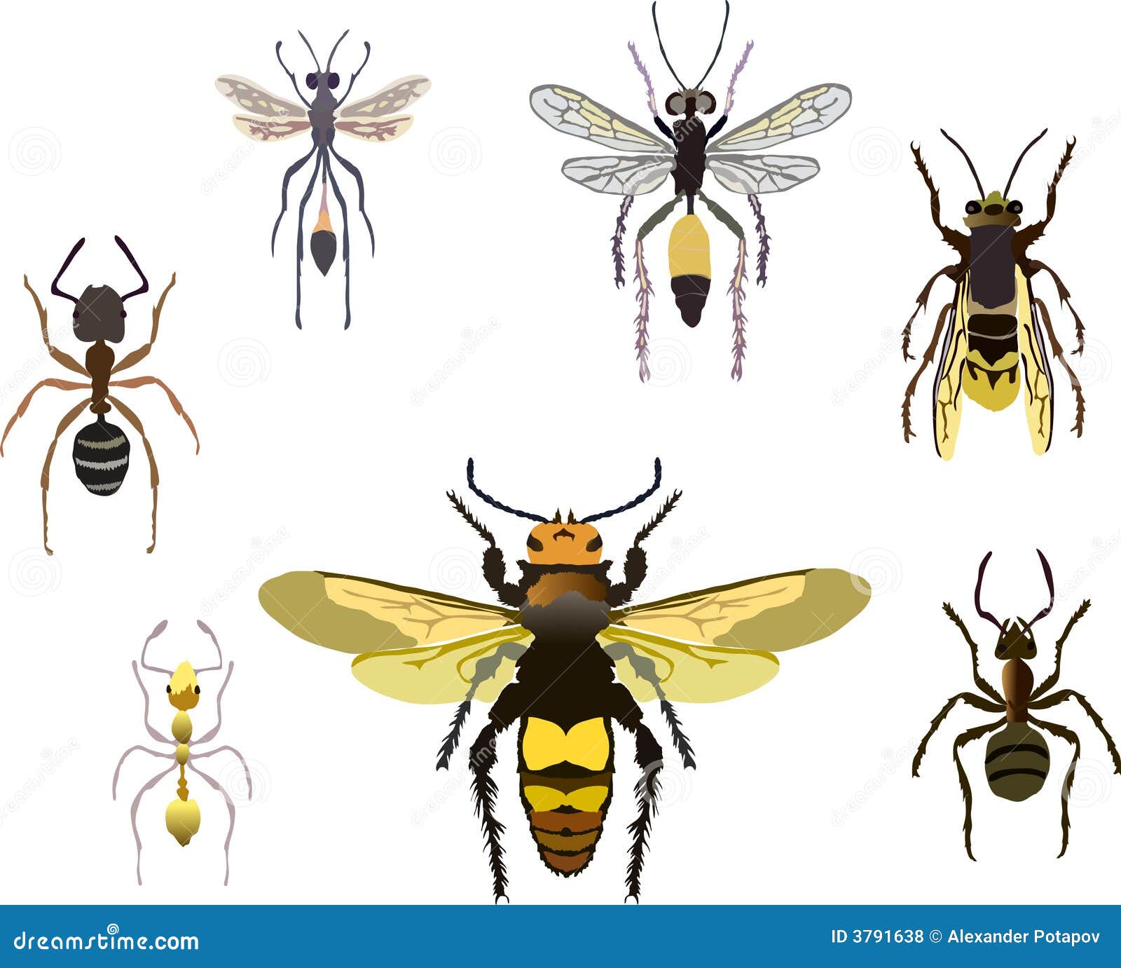 Different Wasps Stock Illustrations – 22 Different Wasps Stock ...