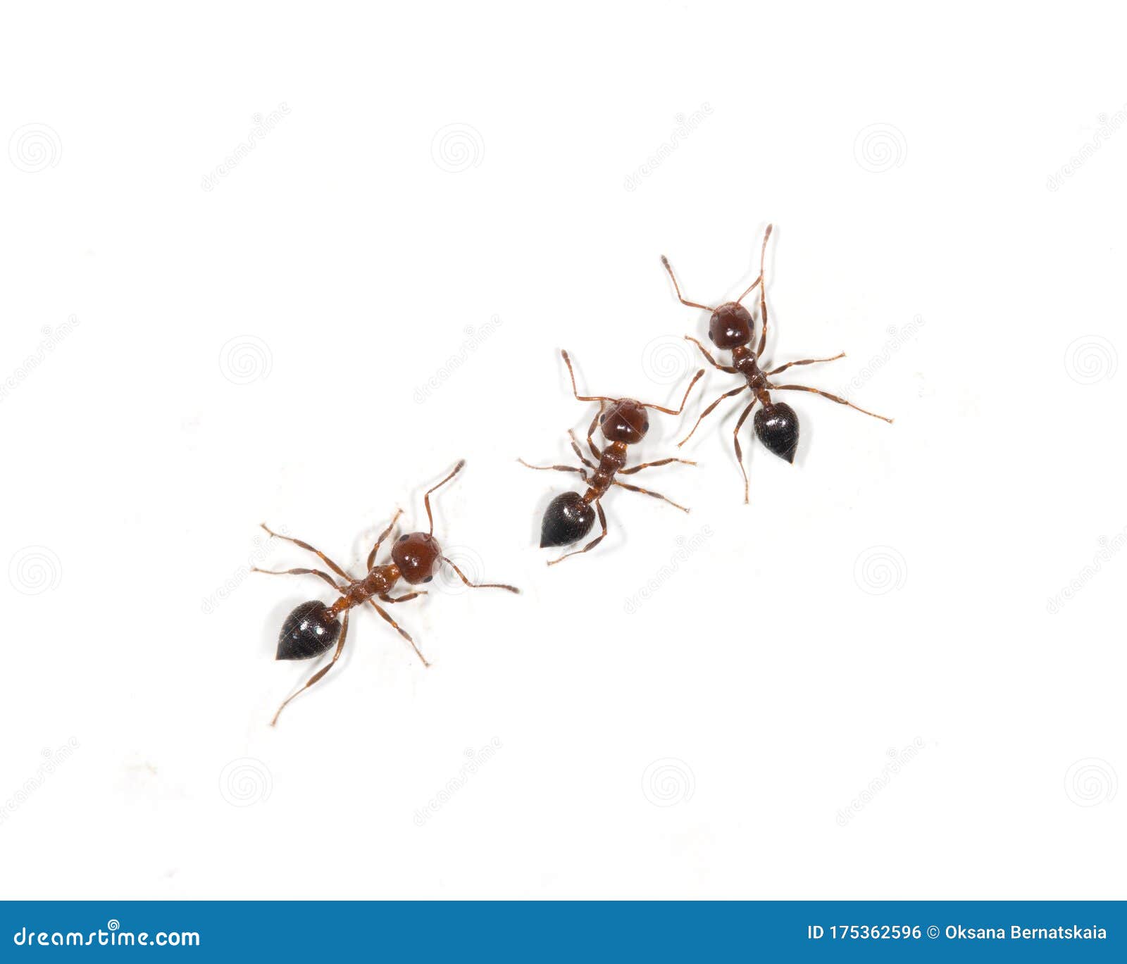 Ants on a white background stock photo. Image of antenna - 175362596