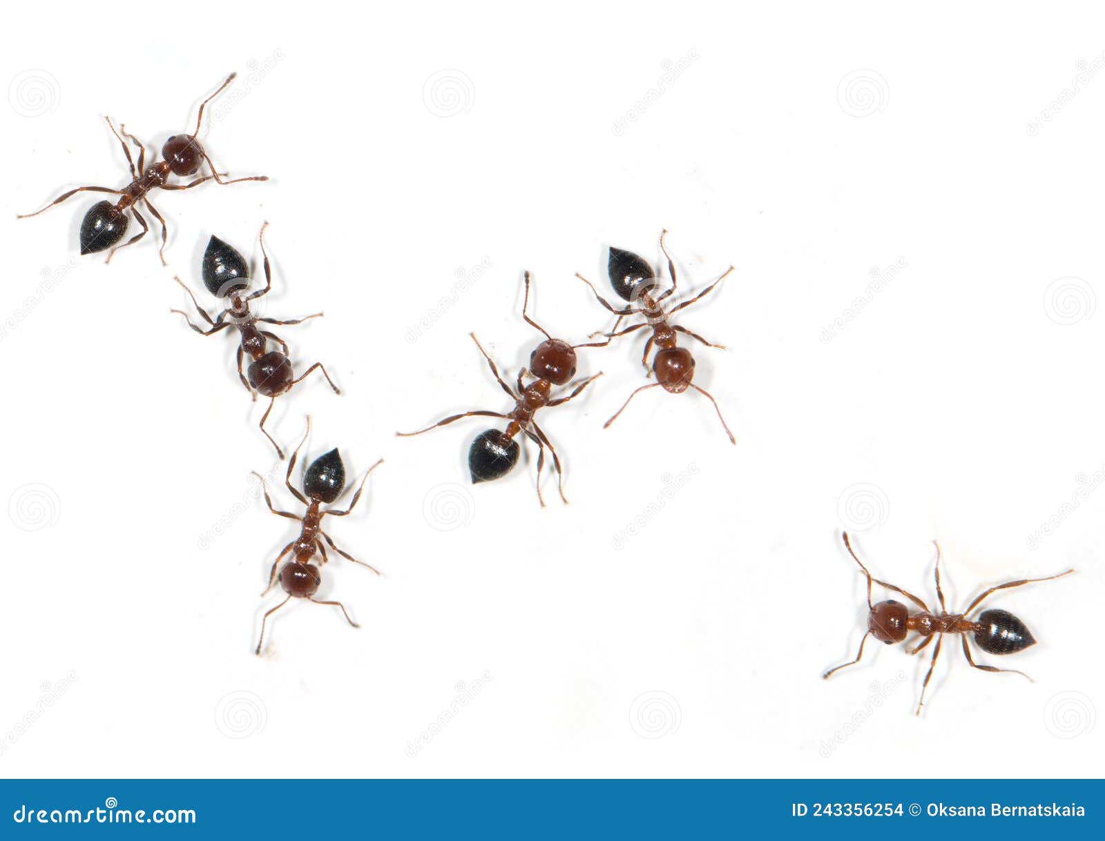 Ants on a white background stock photo. Image of working - 243356254