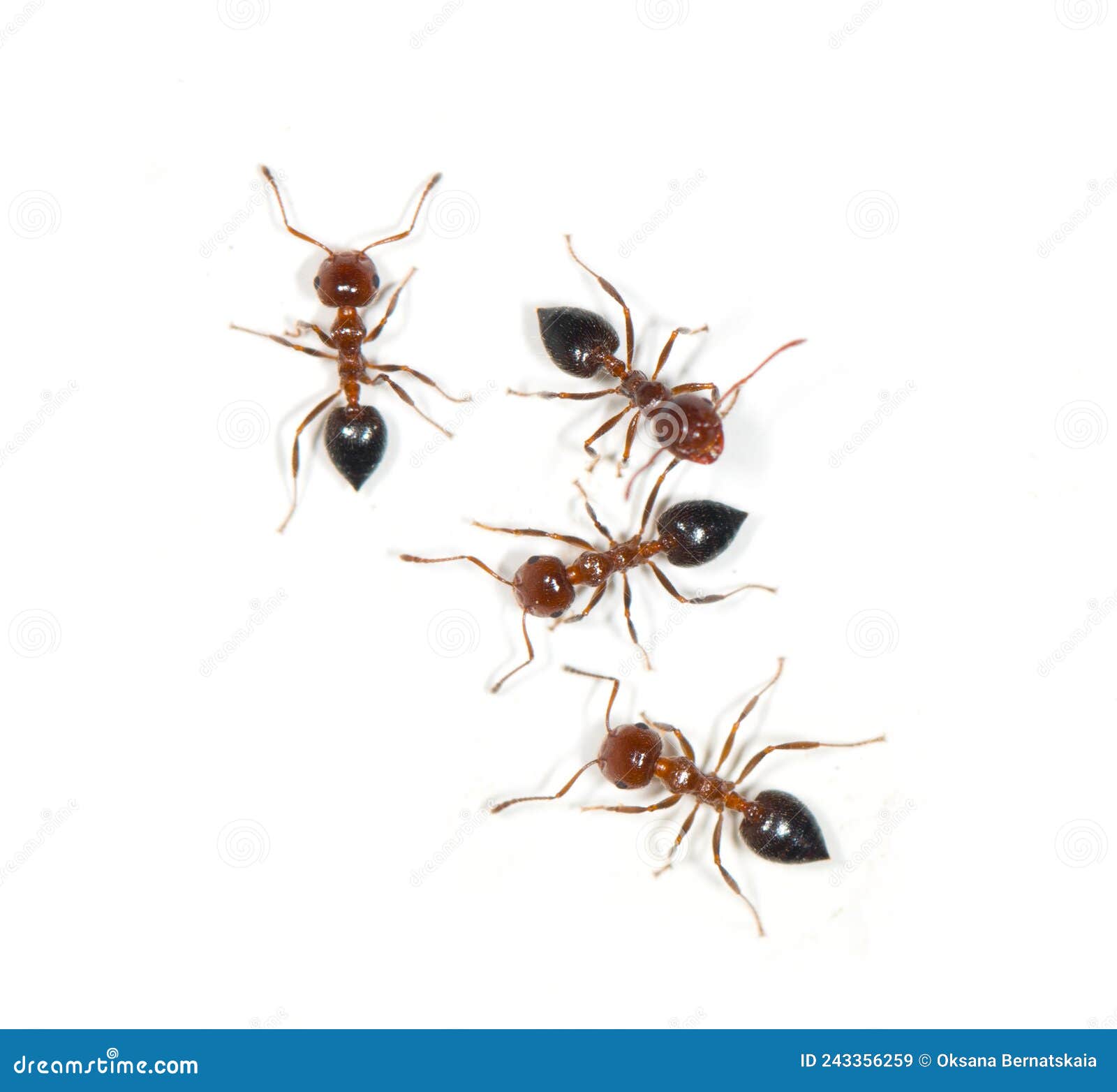 Four Ants on a White Background Stock Image - Image of black, home ...