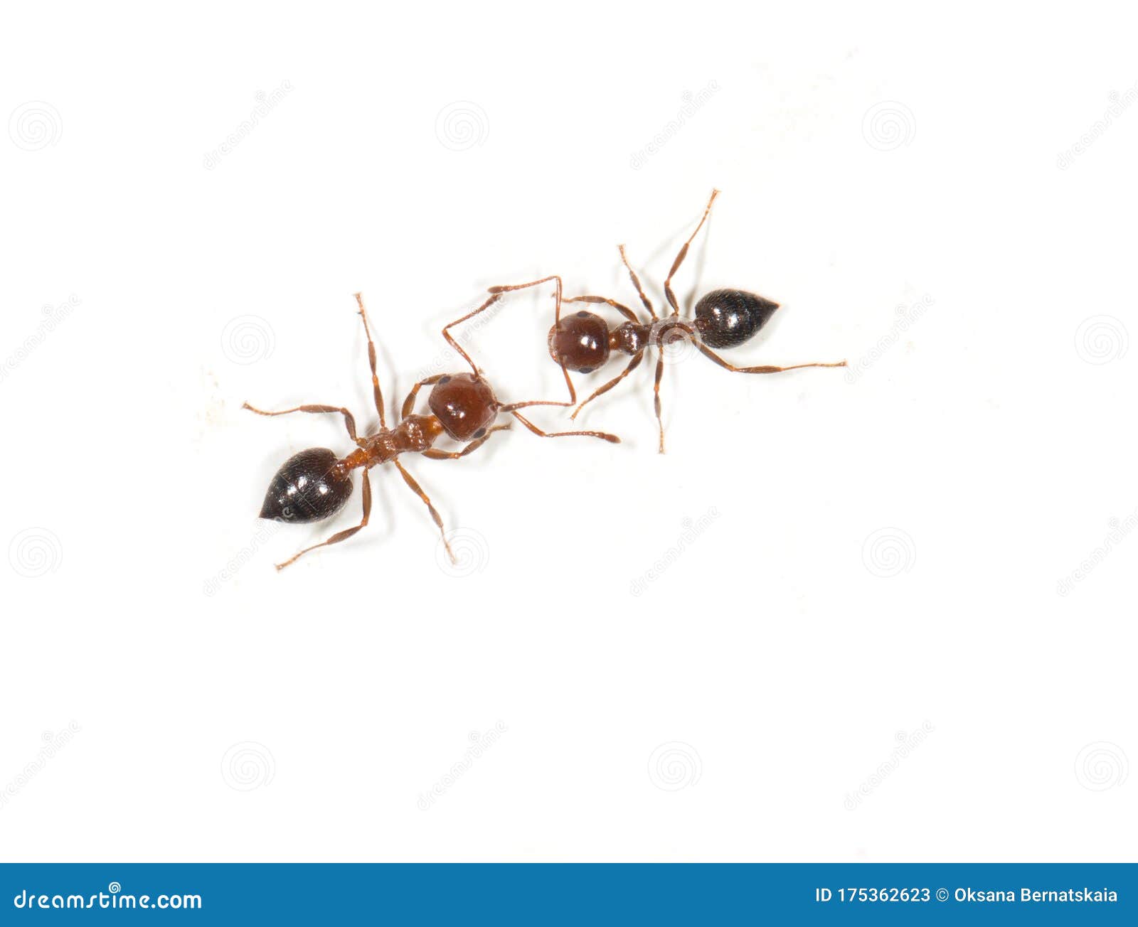Ants on a white background stock image. Image of organization - 175362623