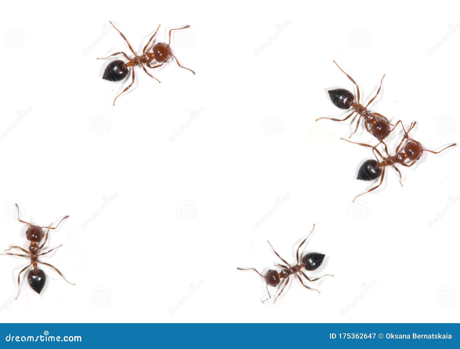 Ants on a white background stock image. Image of wild - 175362647