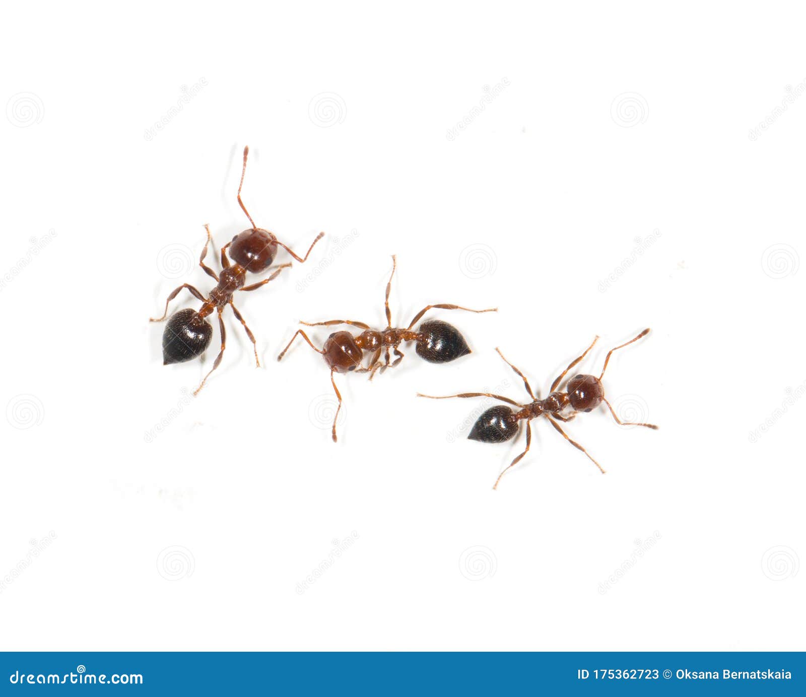 Ants on a white background stock image. Image of allergy - 175362723
