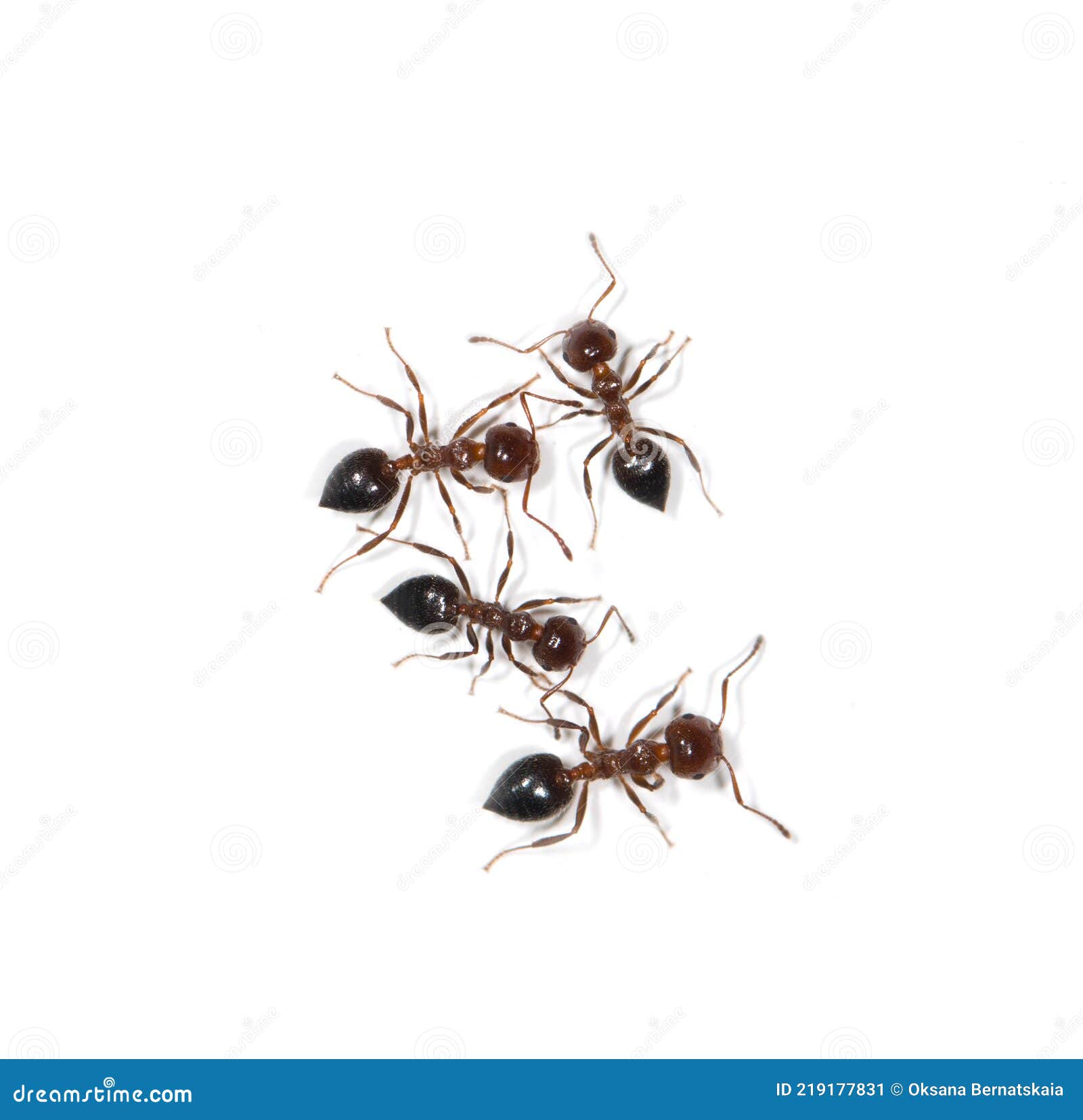 Ants on a white background stock image. Image of black - 219177831