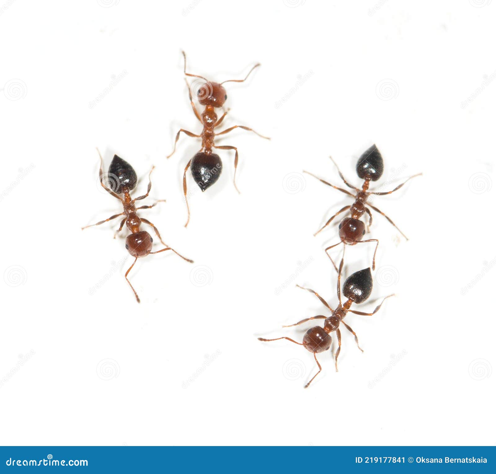 Ants on a white background stock image. Image of foliage - 219177841