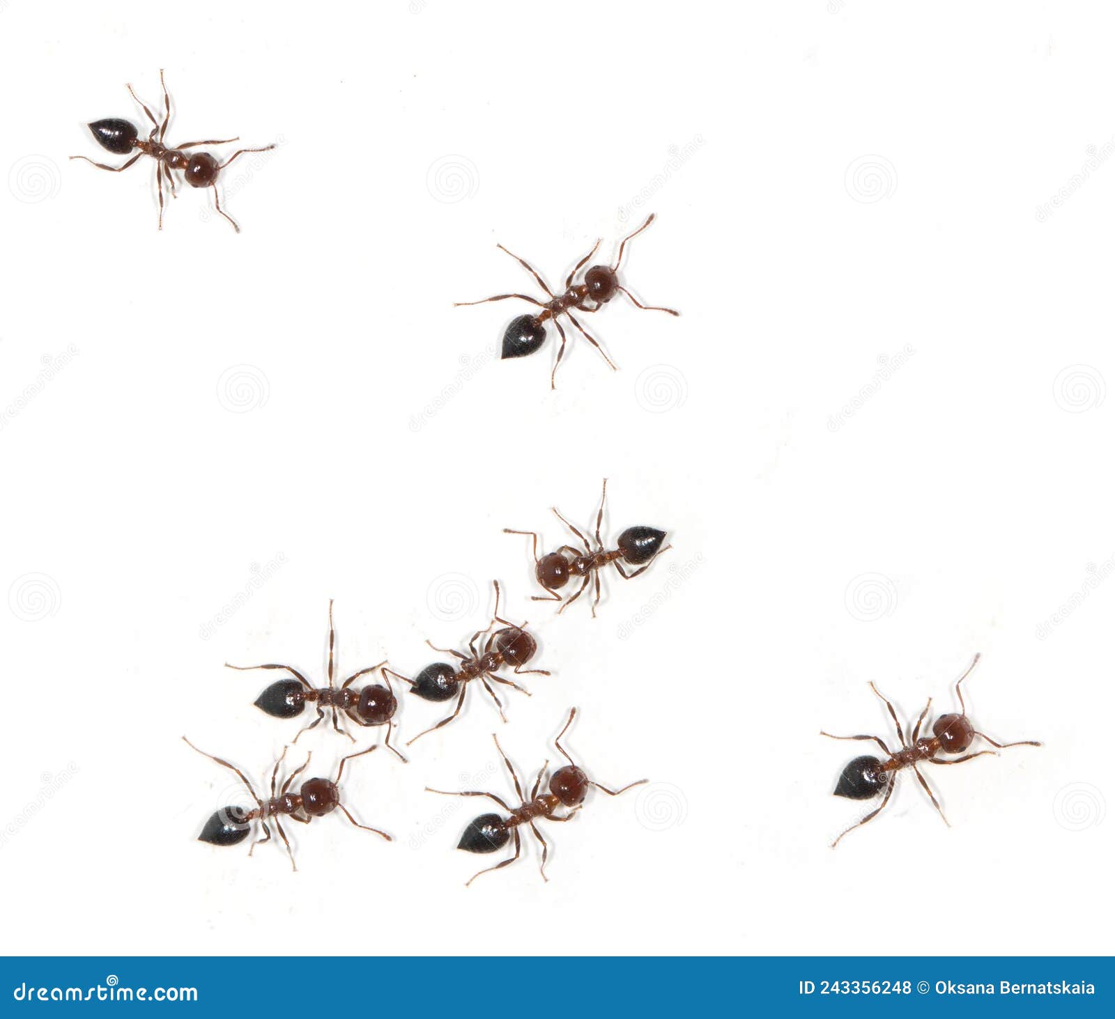 Ants on a white background stock photo. Image of slender - 243356248