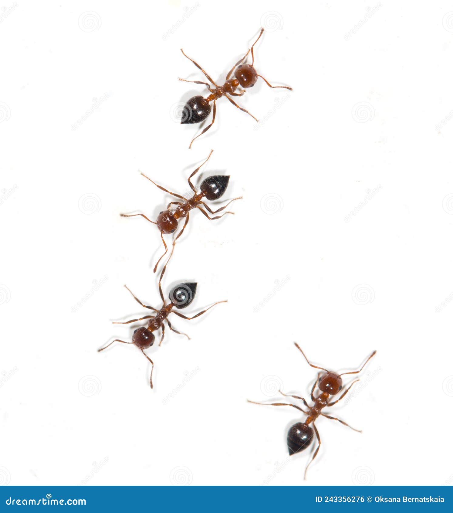 Ants on a white background stock photo. Image of mimi - 243356276
