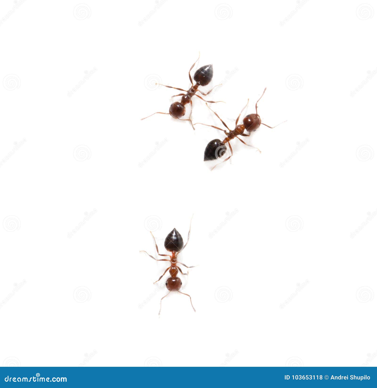 Ants on a White Background. Macro Stock Photo - Image of organization ...