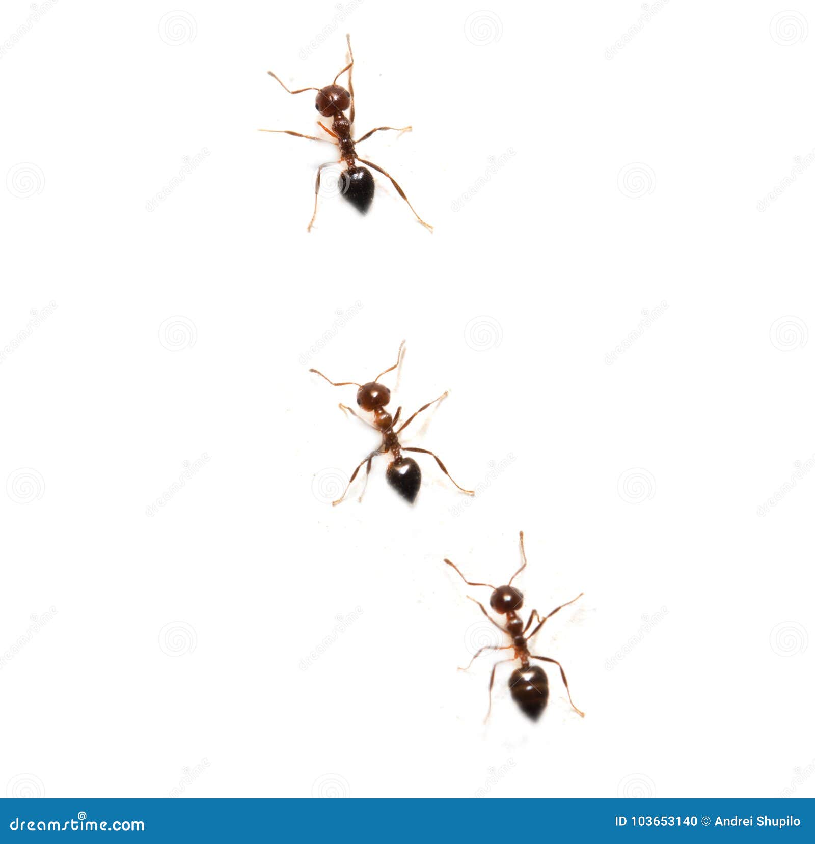 Ants on a White Background. Macro Stock Photo - Image of science ...