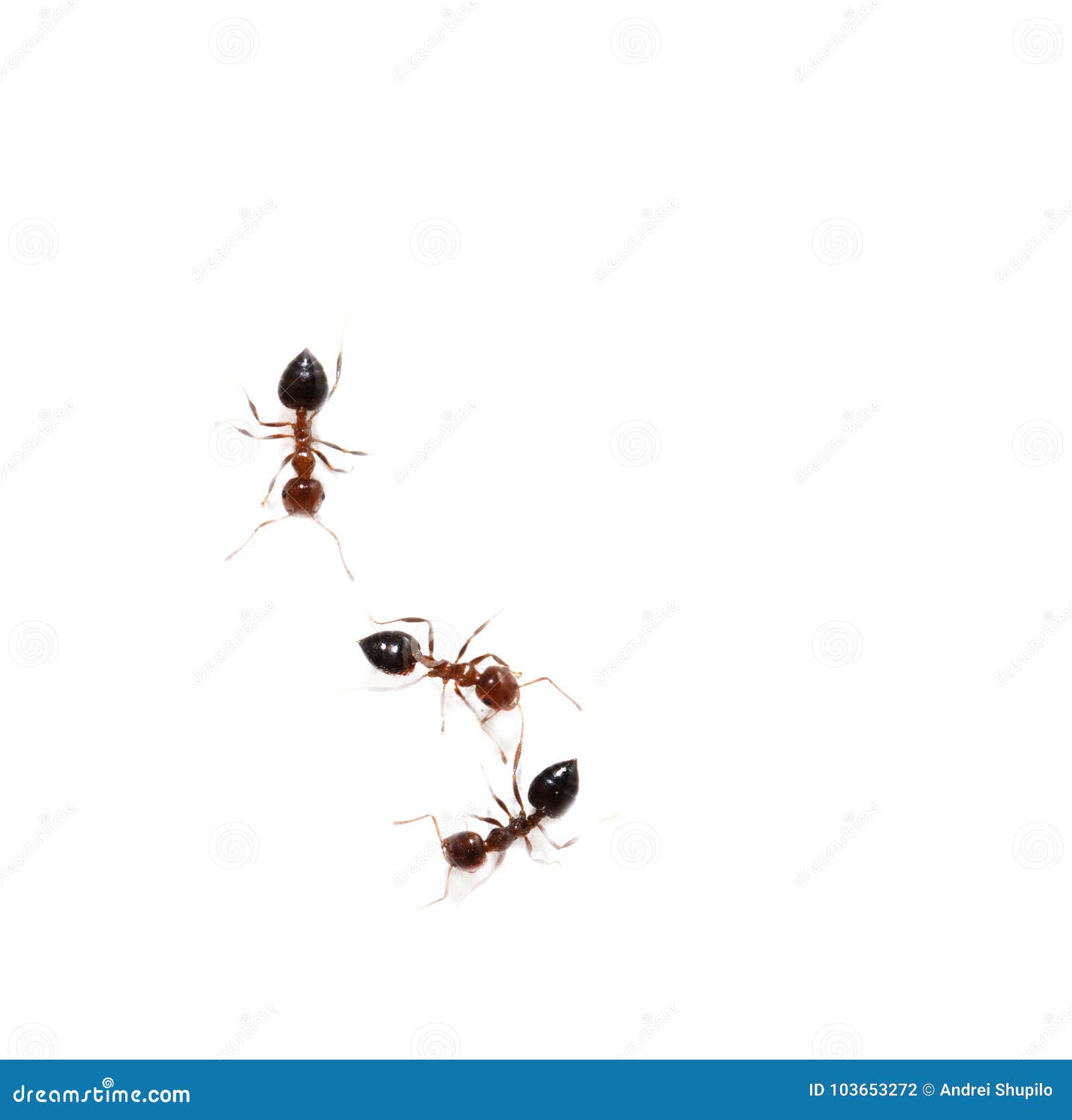 Ants on a White Background. Macro Stock Photo - Image of hair, antenna ...