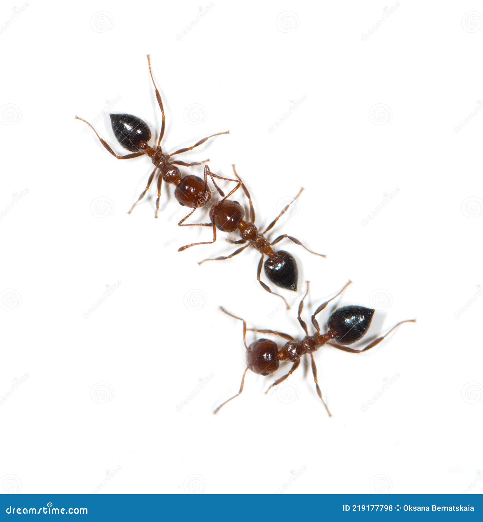 Ants on a white background stock photo. Image of close - 219177798