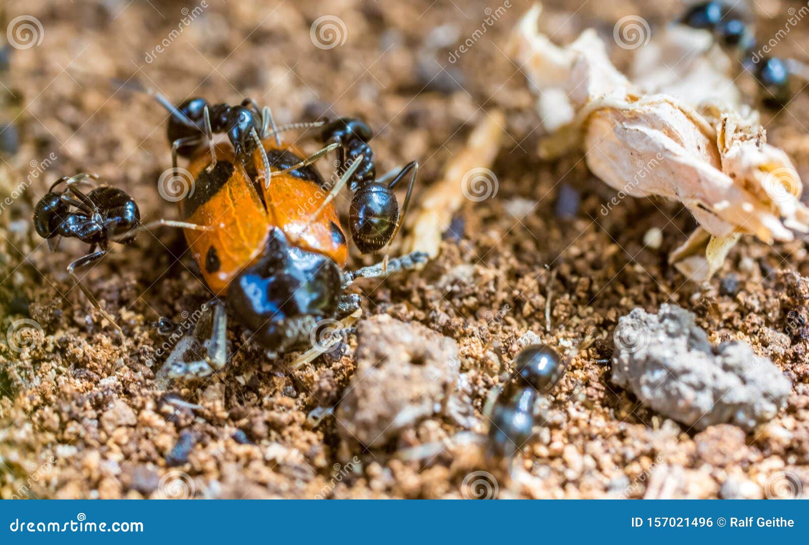 Ants Attack Ladybugs and Feed Them into the Nest Stock Photo - Image of ...