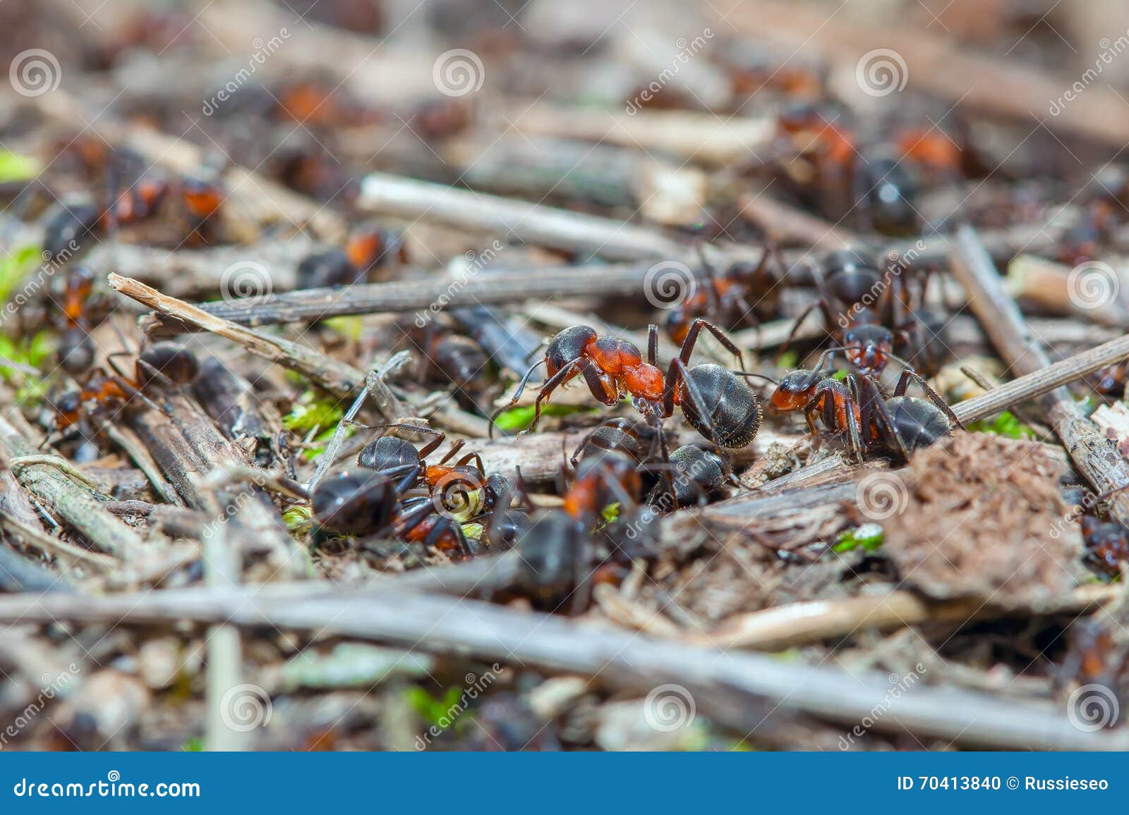 Ants at work stock photo. Image of settlement, natural - 70413840