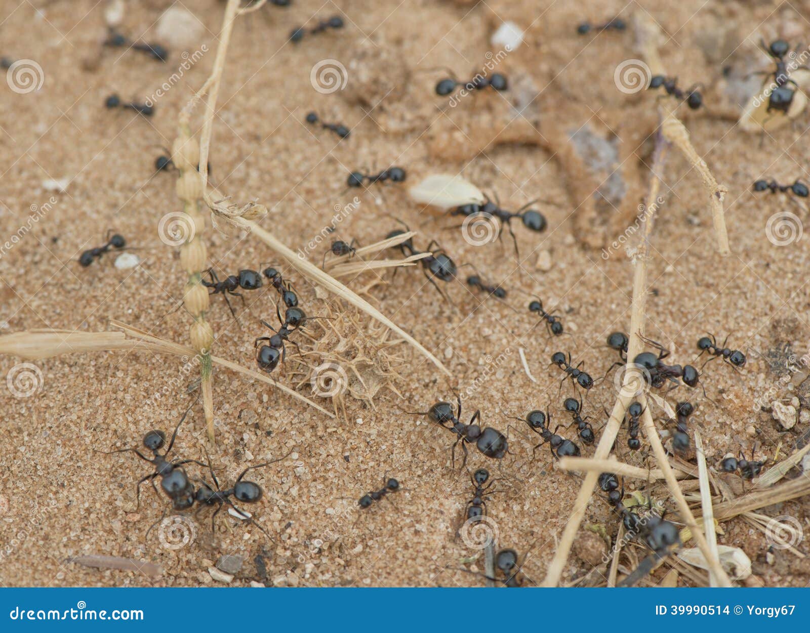Ants at Work stock photo. Image of plant, ground, work - 39990514