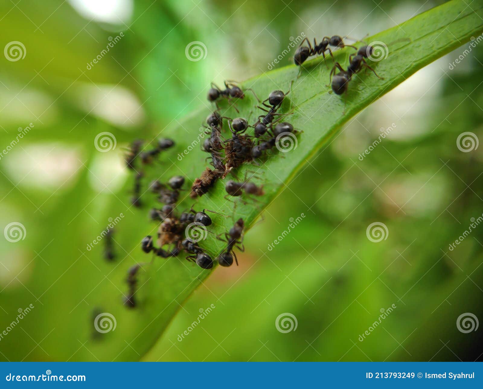 Ants Work Together on a Green Small Leaf Stock Image - Image of ...
