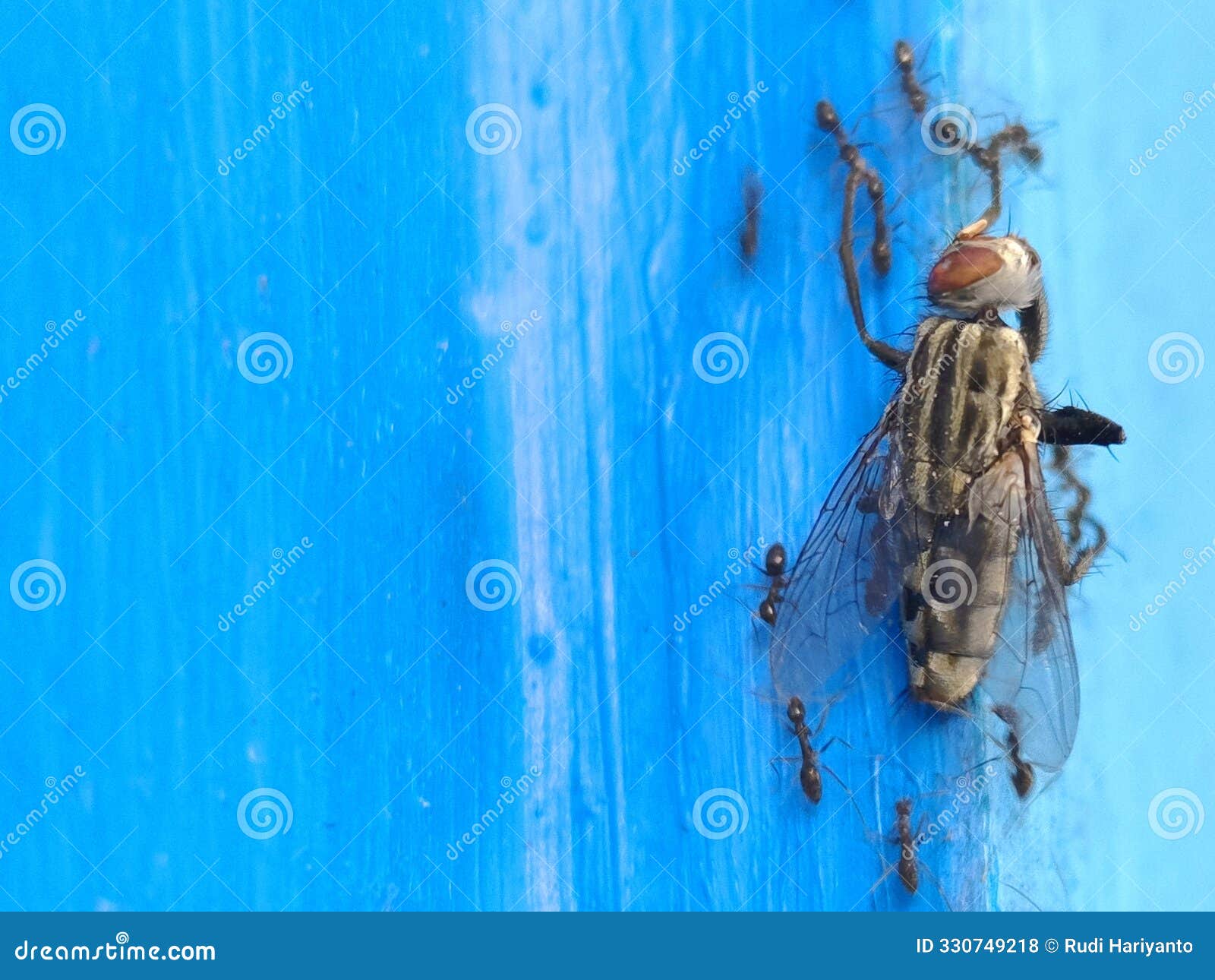 Ants Work Together To Bring Food in the Form of Flies Stock Photo - Image of food, form: 330749218