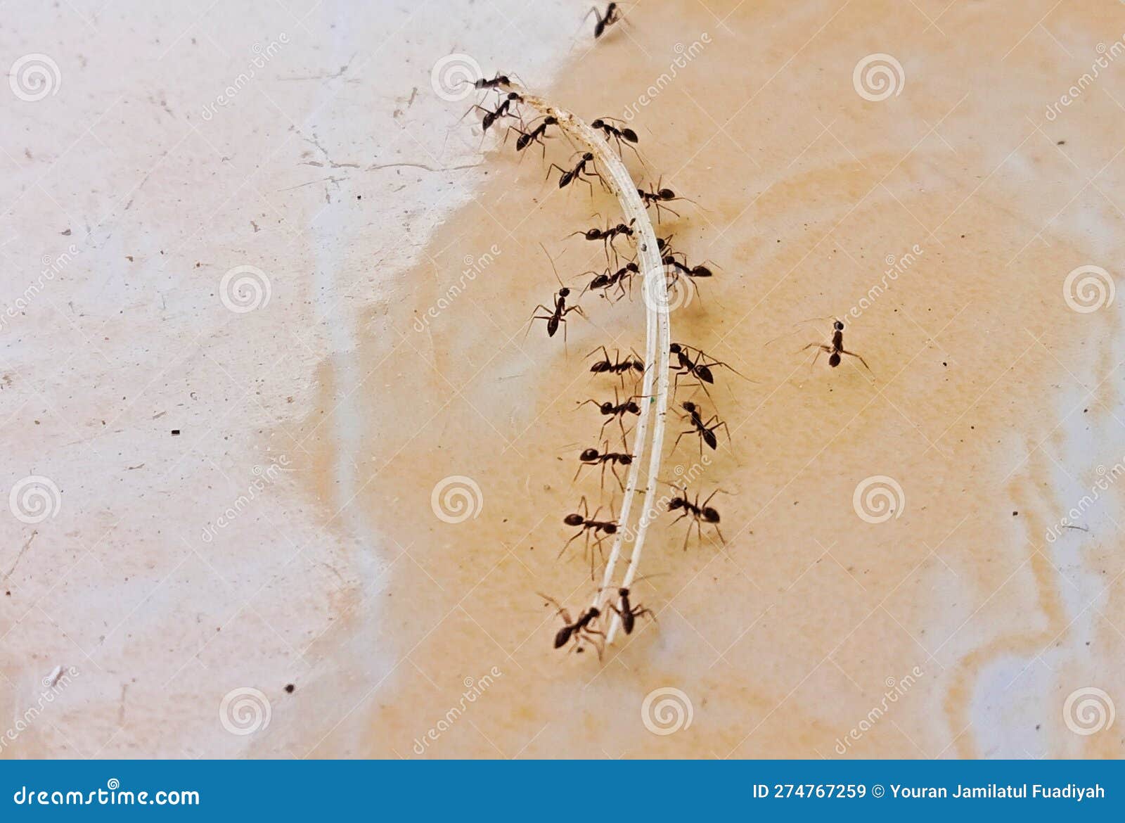 The Ants Work Together To Lift the Fish Spines. Stock Image - Image of ...