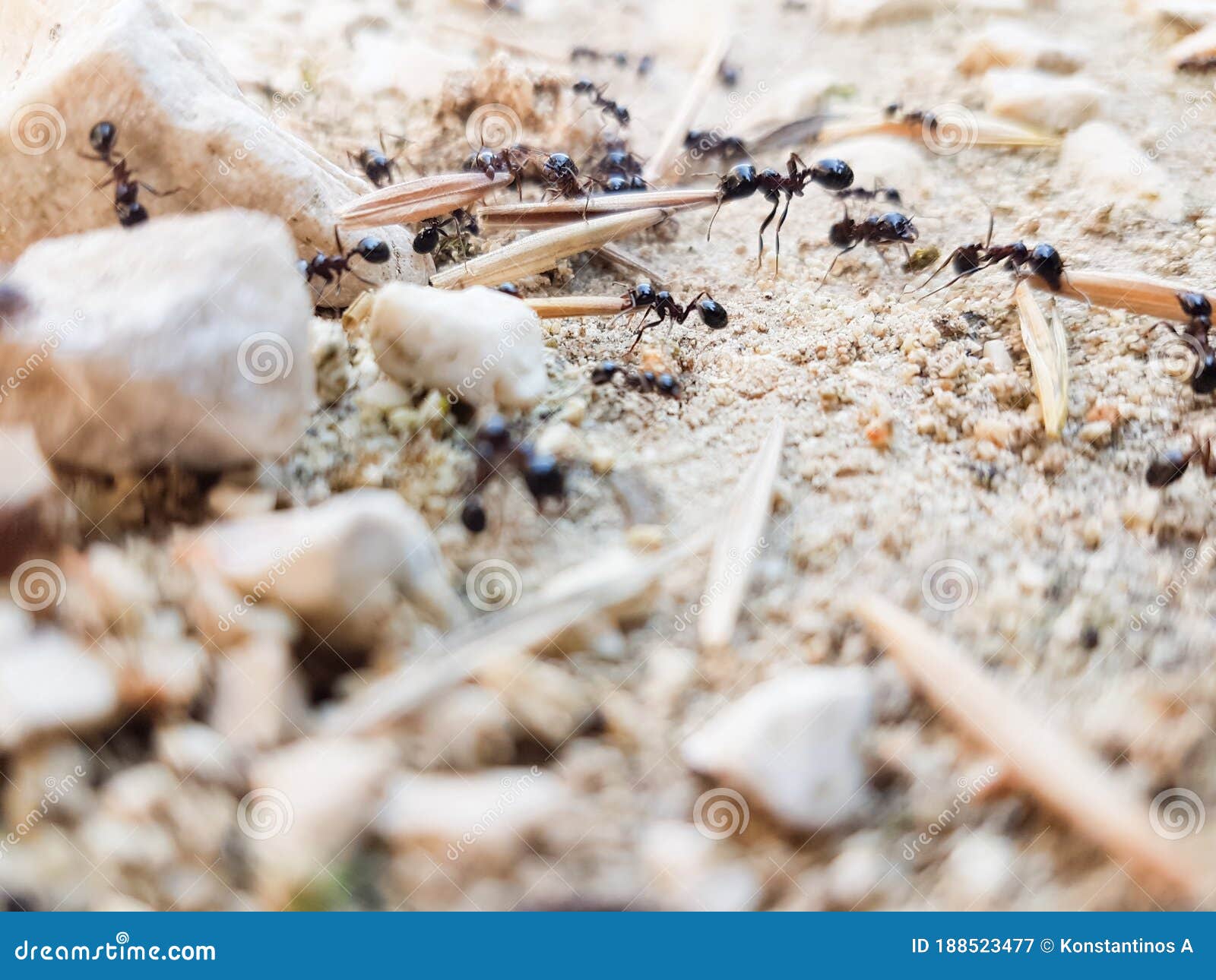 Ants Workers Working Delivering Things To Their Nest through a Road ...